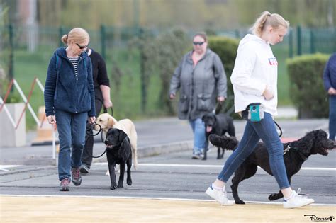Les séances d obéissance collectives pour un futur chien guide