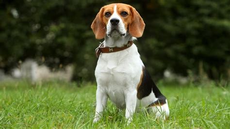 Beagle Growth Chart And Size Chart How Big Do Beagles Get