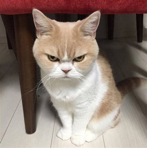 Angry And Funny Cats Pics