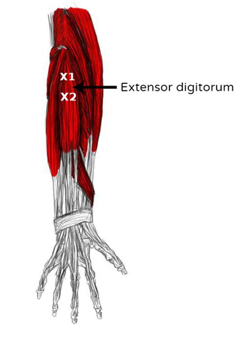 Extensor Digitorum Muscle Pain Trigger Points
