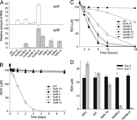 Characterization Of Xplab And Xplb Transgenic Arabidopsis Lines A