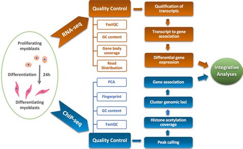 overview of experimental design and computational analysis workflow