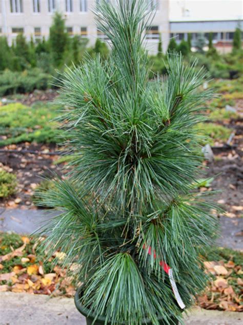 Сосна Шверина (Pinus schwerinii) "Wiethorst" - «Feel Green»