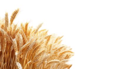 Grain Effect Pngs For Free Download