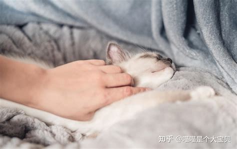 猫咪睡觉的地方，与主人有关，你家猫睡哪？ 知乎