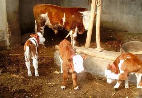 如何预防犊牛腹泻性疾病犊牛腹泻的病因及防治措施本文必看 肠胃 母乳 小牛