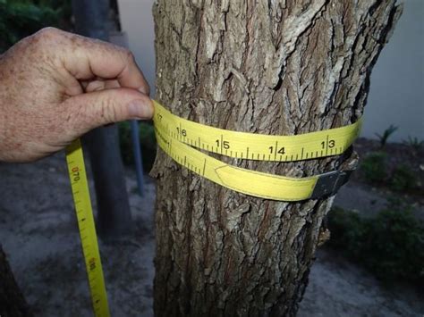 Development The Arborist Network