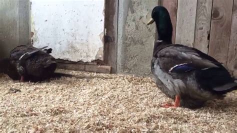 Rouen Ducks In Olympus Farm Youtube