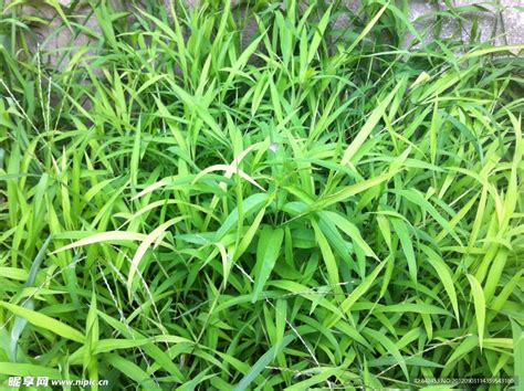 小草摄影图花草生物世界摄影图库昵图网