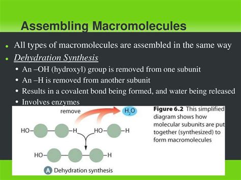 Unit 4 Human Systems Chapter 1 Digestion Ppt Download