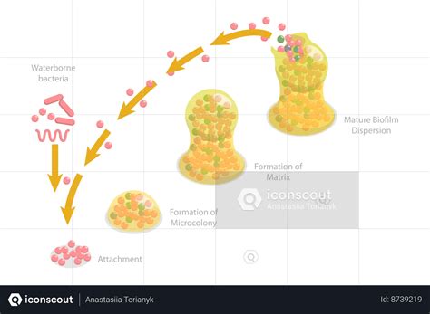 Best Biofilm Formation Stages Illustration Download In Png And Vector Format