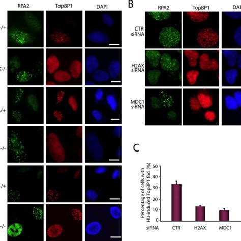 A Proposed Model Of Replication Checkpoint Control This Model Involves