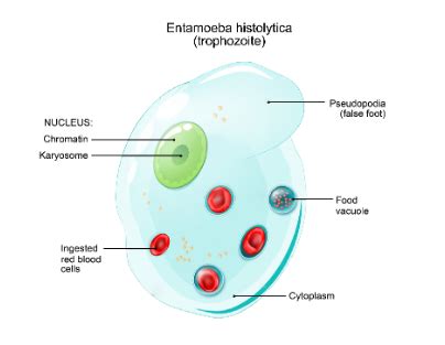 Amoebiasis Modes Of Transmission Preventive Measures Infinity Learn