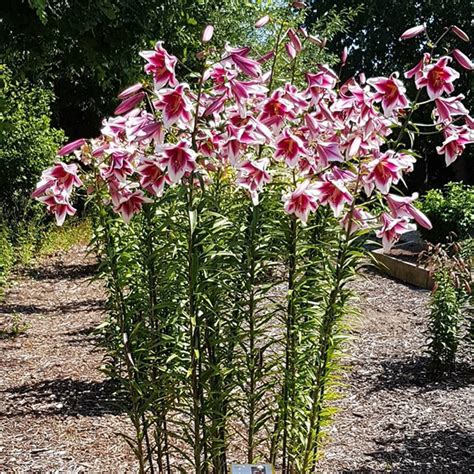 Lilium 'Friso' | SlovenskeTrvalky.sk