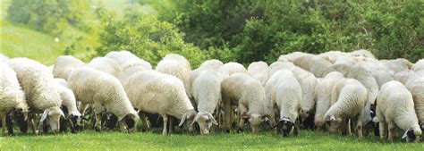 Bimeda Ireland Gold Fleece Sheep Dip