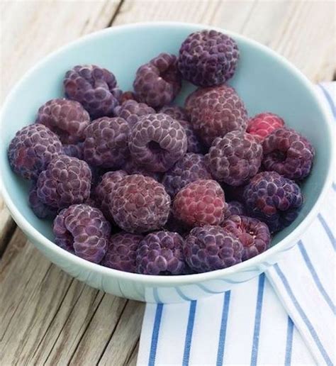 Royalty Purple Raspberry Royalty Raspberry Plant Canada