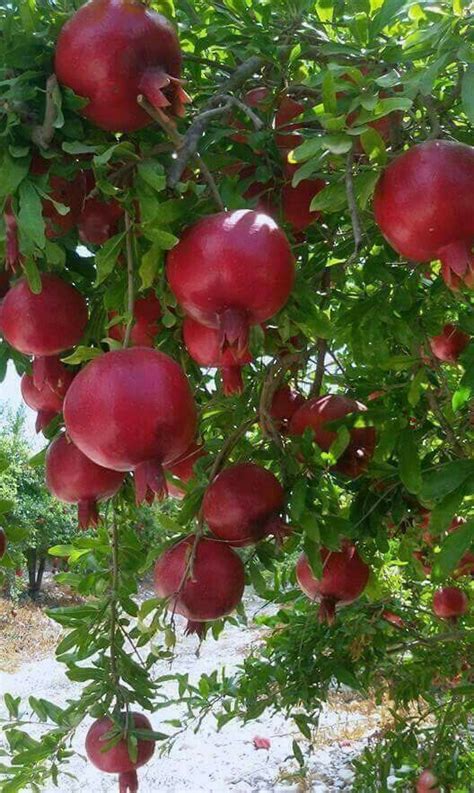 Pin By Miguel Camilo On Fruits Fruit Garden Fruit Bearing Trees