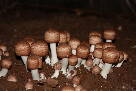 Agaricus Blazei Extract Powder Wholesale Manufacture