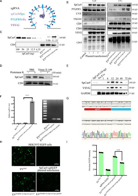 Figure 1 From Engineered Extracellular Vesicles Efficiently Deliver