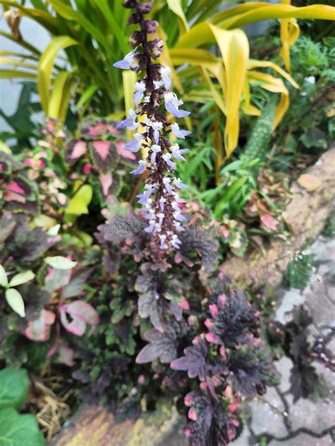 Miana Iler Ou Coleus Atropurpureus Est Une Plante Arbustive D Une Hauteur Pouvant Atteindre M