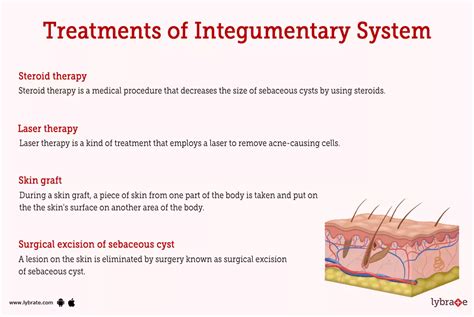 Integumentary System Human Anatomy Image Functions Diseases And