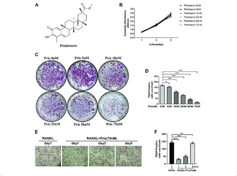 Pristimrin Suppresses Rankl Induced Osteoclast Formation In Vitro A