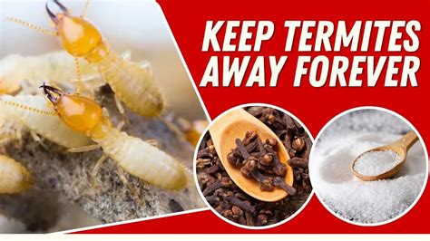 How To Get Rid Of Termites Permanently Youtube