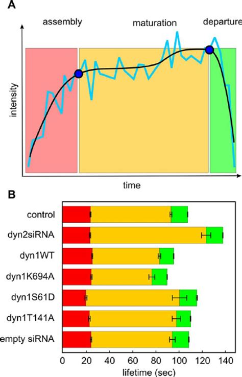 Distinct Phases In Ccp Maturation Defined By Intensity Time Courses A