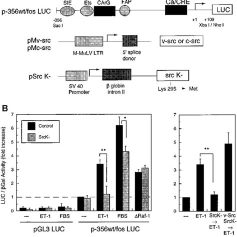 A Dominant Negative Ras Mutant Asn 17 C Ha Ras Blocks C Fos