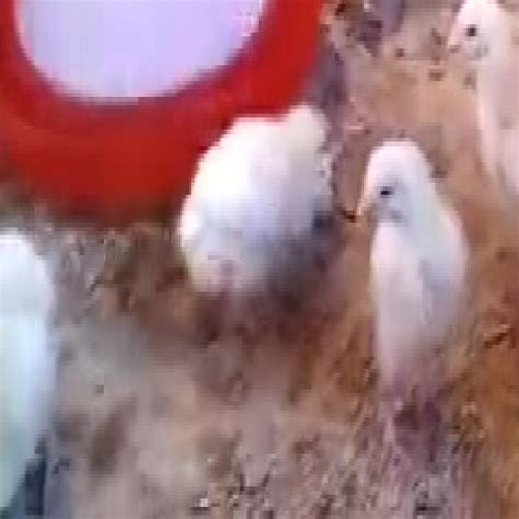 Poulty Detection Object Detection Dataset By Trialyolo