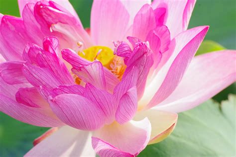 芹沢 時雨🌥️uji On Twitter Lotus 20220820 547 Photograghy 芹沢の庭園
