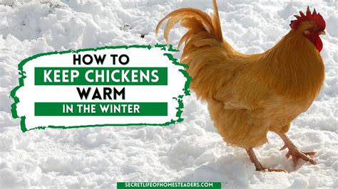 How To Keep Chickens Warm In Winter Secret Life Of Homesteaders