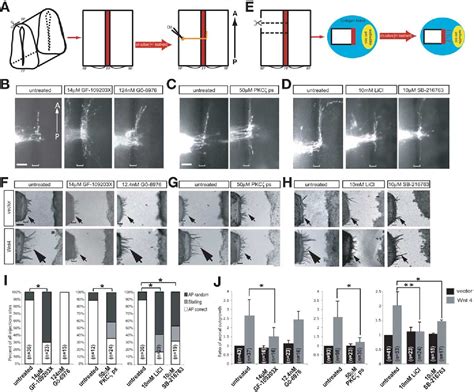 Anterior Posterior Axon Guidance Semantic Scholar
