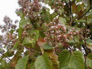 La Cinchona la planta nacional de Ecuador Wikiflora Turismo botánico