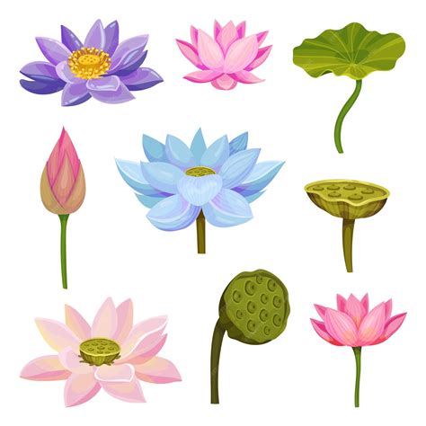 Premium Vector Lotus Aquatic Plant With Large Showy Flowers And