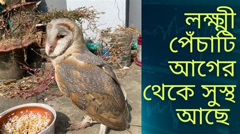 উদ্ধারকৃত লক্ষ্মী পেঁচাটি আগের থেকে সুস্থ আছে বিকেলে ছেড়ে দেওয়ার