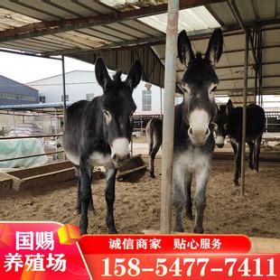 活体肉驴价格 出栏屠宰肉驴 300斤的德州驴价格 品种好 阿里巴巴