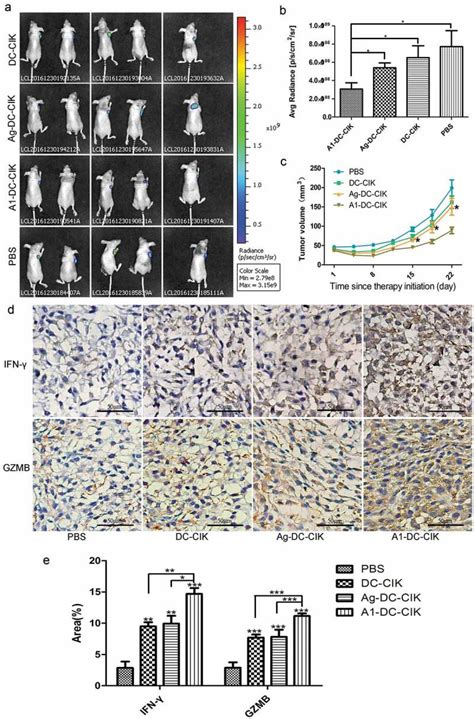 cytokine induced killer cells co cultured with non cell derived