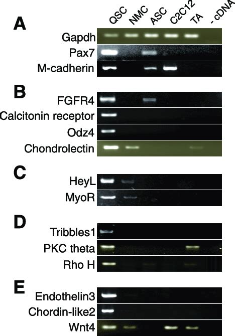 Reverse Transcription Polymerase Chain Reaction Rtpcr Of Quiescent