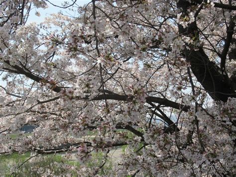 背割堤 京都の観光地 京都観光ネット