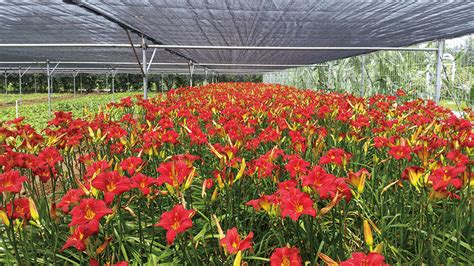 宿根花卉北京绿京华生态园林股份有限公司
