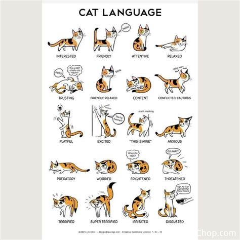 Cat Language 🥷 Knowledge Ninja