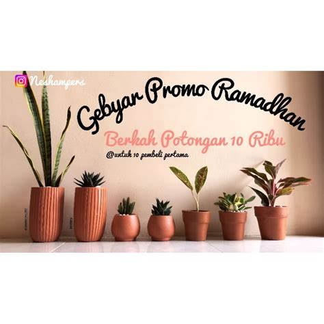 Jual Kaktus Sukulen Mini Tanaman Hias Gratis Pot And Media Tanam