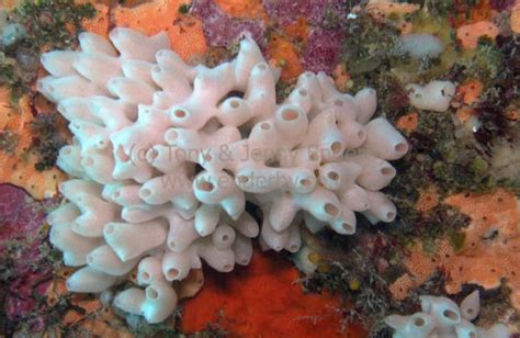 Calcarea Sponges