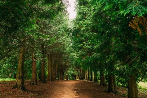 Thuja 녹색 수림 숲에 통해 보도 레인 경로입니다 아름 다운 골목 공원도로 여름 숲 통로 자연 터널 방법 0명에 대한 스톡