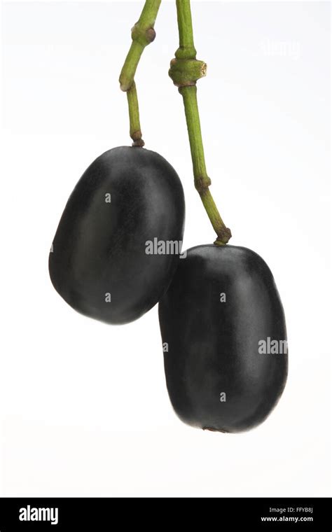 Java Plum Stock Photo Alamy