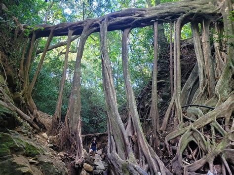 This Naturally Occuring Ficus Tree Root Bridge Me For Scale Rmildlyinteresting