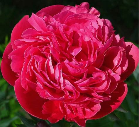 Glowing Raspberry Rose