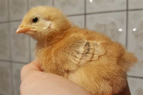 Bărbații Gospodini Fac Mai Puțin Sex Acasă Dollo Zice Bine