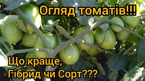 ОГЛЯД ТОМАТІВ ,ВІДКРИТИЙ ГРУНТ. - YouTube